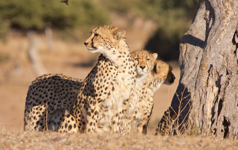 Three of Cheetahs Next To Tree S Trunk in the Wild and Looking for a ...