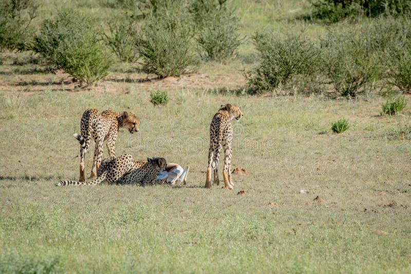 Three Cheetahs on a Springbok Kill. Stock Image - Image of conservation ...