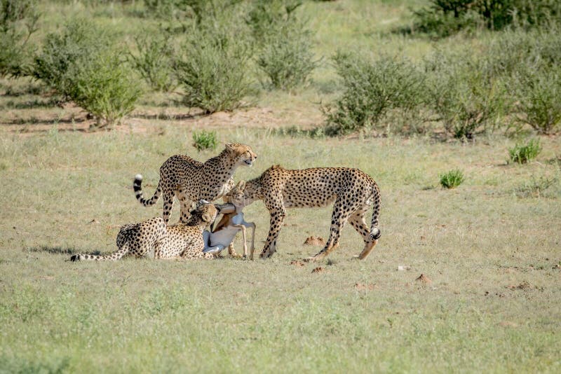 Three Cheetahs on a Springbok Kill. Stock Image - Image of feline ...