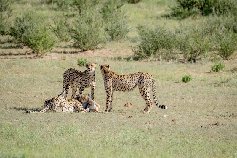Three Cheetahs on a Springbok Kill. Stock Image - Image of hunter ...