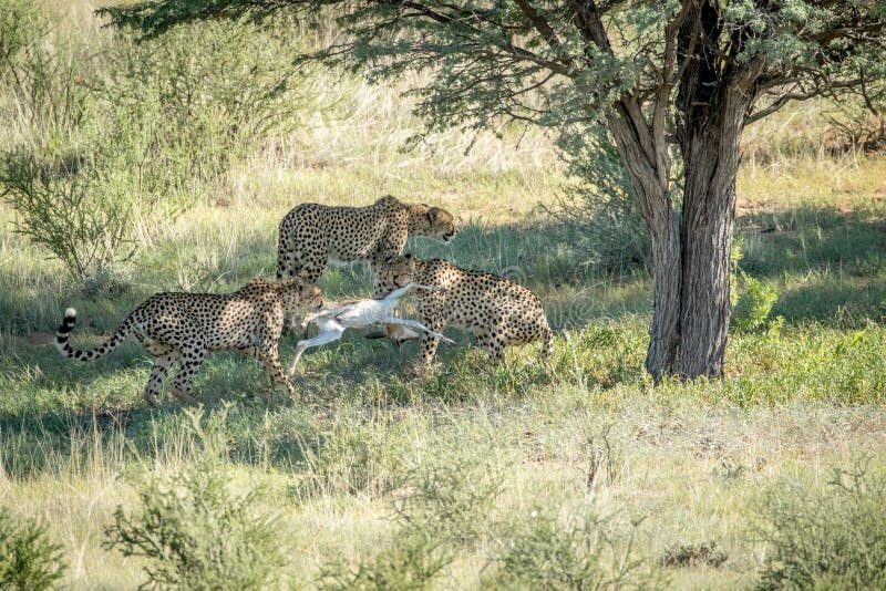 Three Cheetahs on a Springbok Kill. Stock Image - Image of cheetah ...