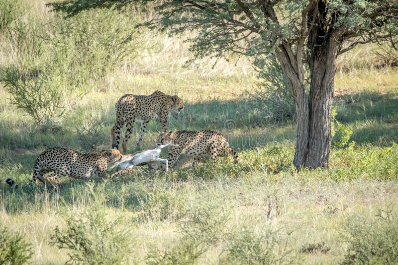 Three Cheetahs on a Springbok Kill. Stock Photo - Image of animals ...