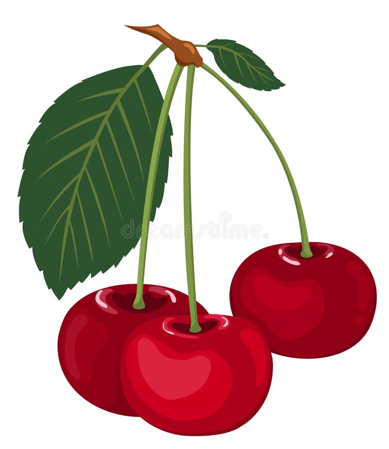 Three Isolated Vector Cherries Stock Vector - Illustration of ...