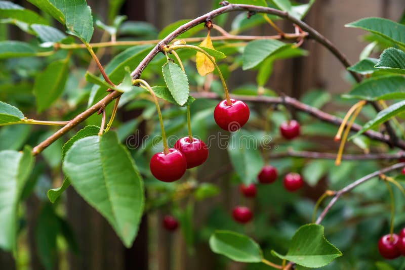 Three Cherries Hang on a Cherry Tree among Foliage Stock Image - Image ...