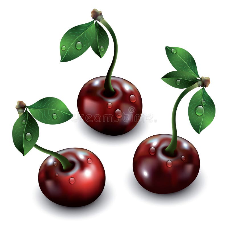 Three Cherries Stock Illustrations – 537 Three Cherries Stock ...