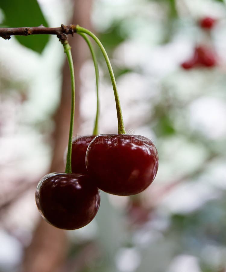 Three Cherry Berries on a Tree Stock Image - Image of gardening, fruits ...