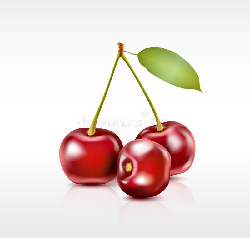 Three cherry berries stock vector. Illustration of ripe - 56767834