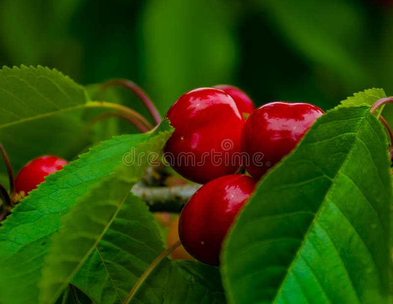 Three cherry on the tree stock photo. Image of three - 148328318