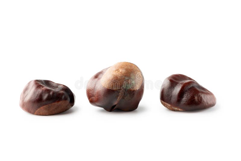 Three Chestnuts in the Shell on a White Background Stock Photo - Image ...