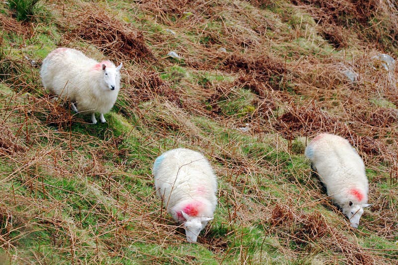 Wicklow Mountain Cheviot Sheep Frontal Portrait Stock Image - Image of ...