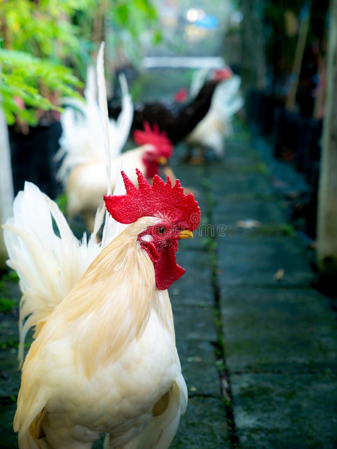 Three Chicken Facing To the Same Side Stock Image - Image of livestock ...
