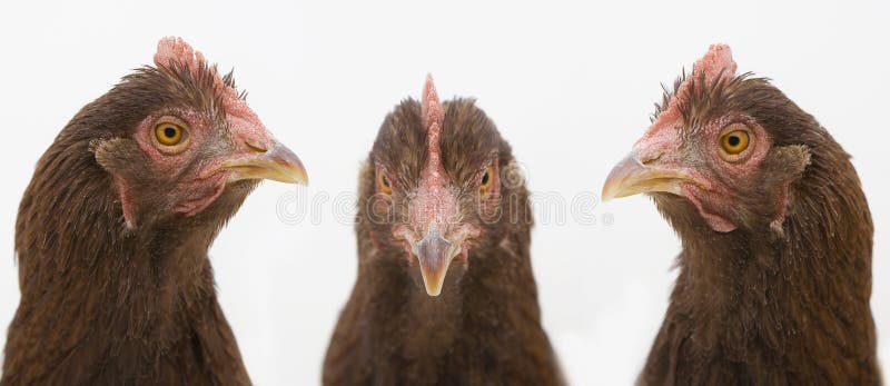 Raw Chicken Heads on a White Background on a Wooden Board Stock Photo ...