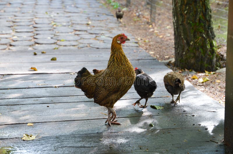 Three chicken stock image. Image of nature, beautiful - 187120583