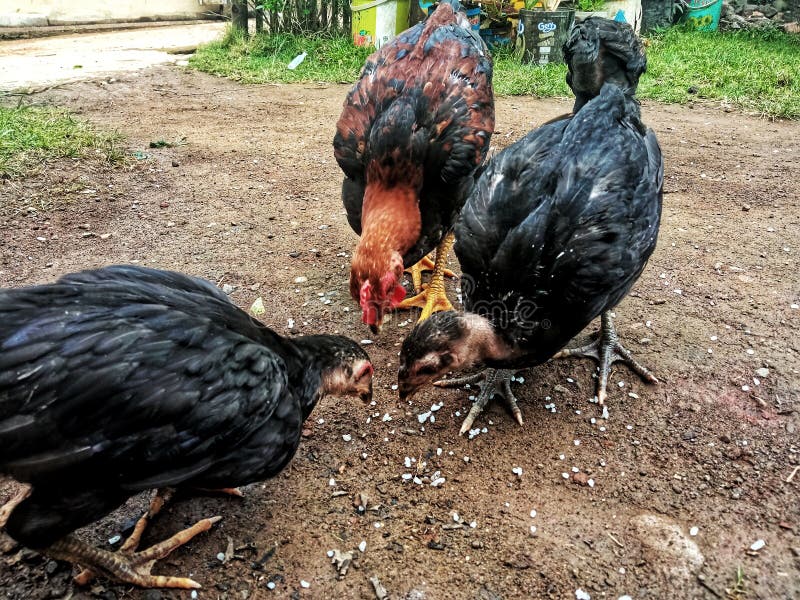 Three Chickens are Busy Eating Rice on the Terrace of the House Stock ...