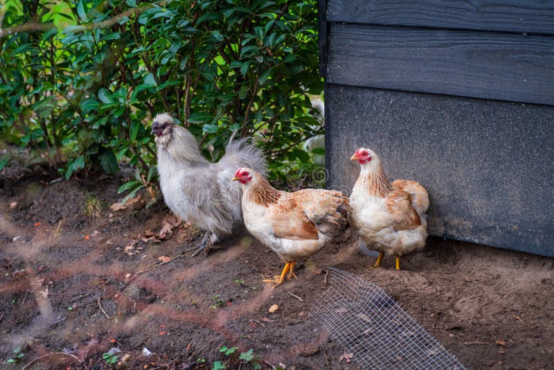 Three chickens stock image. Image of rooster, freerange - 294591131