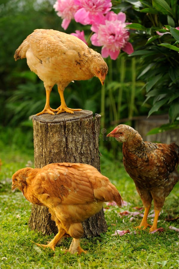 Chickens Resting Under Peony Bush Stock Photo - Image of farming ...