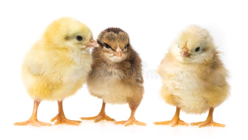 Newborn chicks stock image. Image of chicken, poultry - 2104225