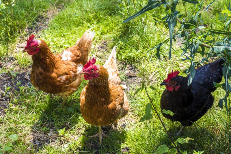Three chickens stock photo. Image of breeding, bird, nature - 96406008