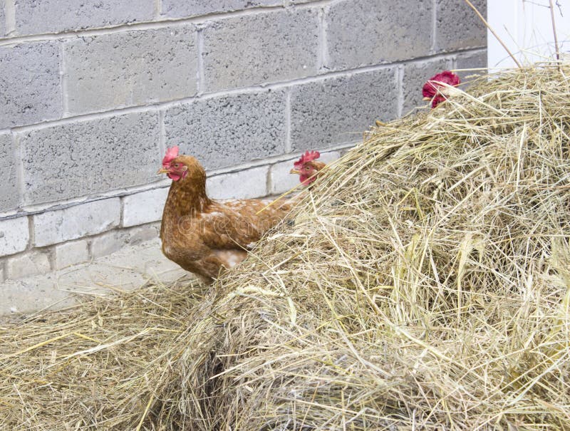 Chickens and Peeking Out of a Bale of Hay Stock Photo - Image of ...
