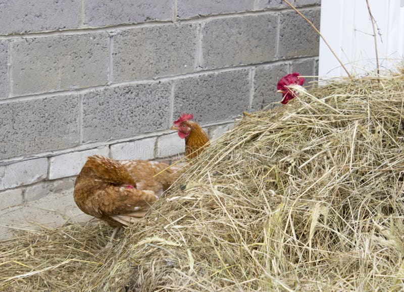 Chickens and Peeking Out of a Bale of Hay Stock Photo - Image of ...