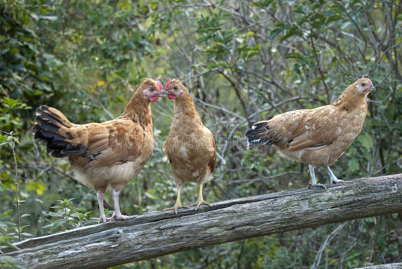Three Chickens Resting on a Log Stock Image - Image of nature, coop ...