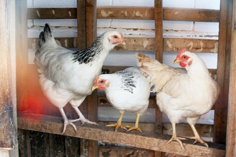 Chickens Sitting on a Perch in a Chicken Coop Stock Image - Image of ...