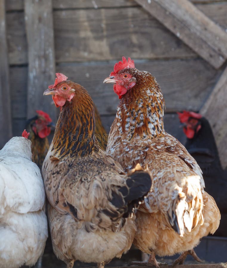 Three Chickens are Standing in a Pen, with Two of Them Being Brown ...