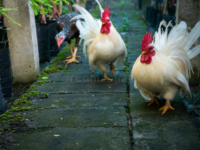 Three Chickens Walking stock photo. Image of face, chickens - 145002794
