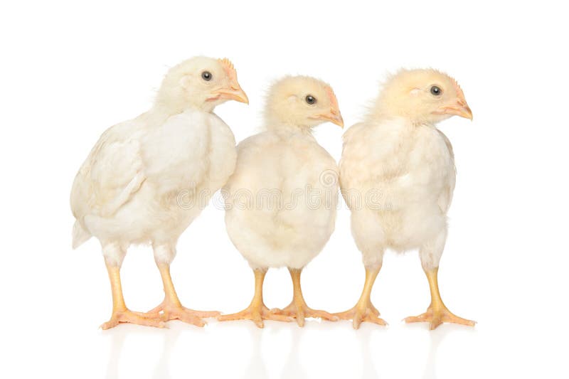 Three chickens on black stock image. Image of farming - 289482591