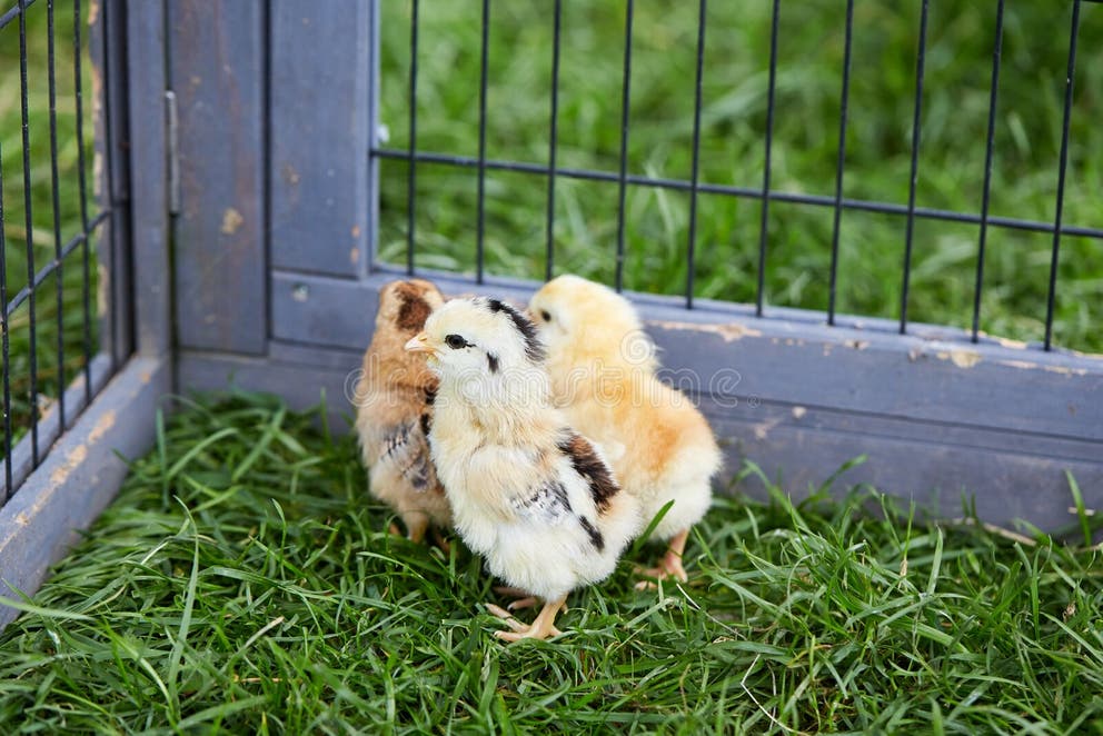 Three Chicks Breaking Out Off the Cage Stock Photo - Image of outdoors ...