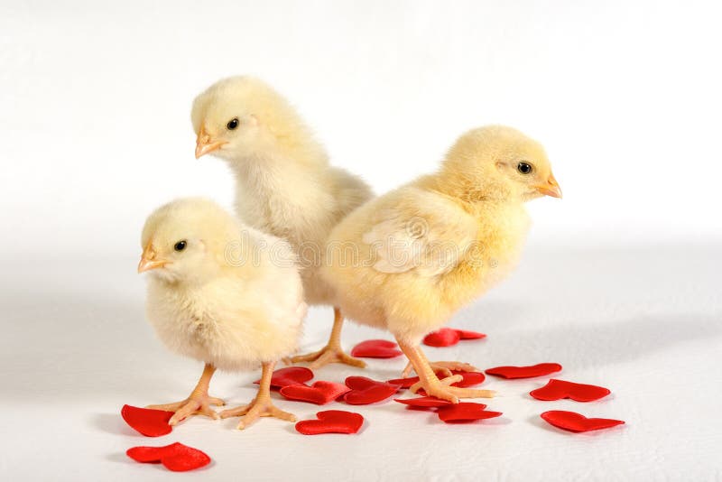 Three Chicks Stand Side by Side. Valentine`s Day for Lovers Stock Photo ...