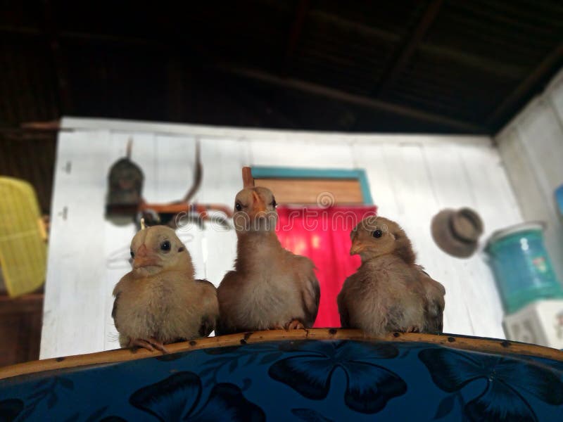 Three Chicks are Together stock image. Image of mammal - 205342277