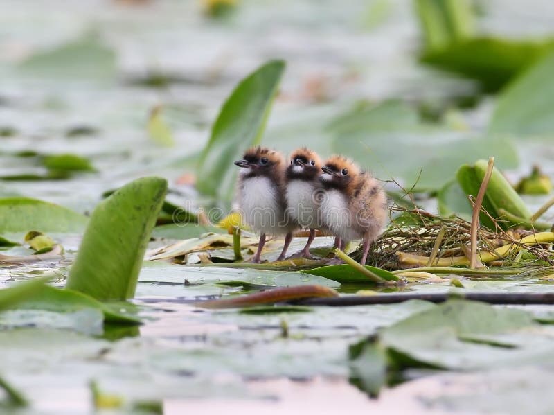 Three Chicks of Whiskered Tern Together Stock Image - Image of tern ...