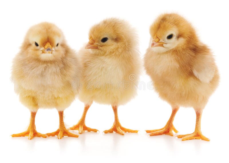Five Yellow Chicks and One Chick Black Stock Image - Image of cute ...