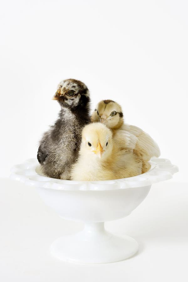 Chickens Cuddling Stock Photos - Free & Royalty-Free Stock Photos from ...