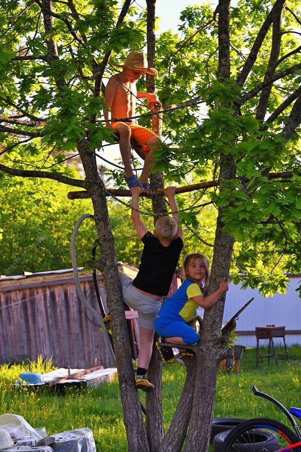 Three Child Playing on Tree on Sunny Summer Day Stock Photo - Image of ...