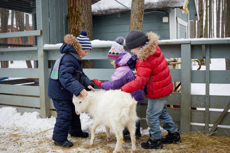 Three Children Feed White Goat with Bread Inside Stock Image - Image of ...