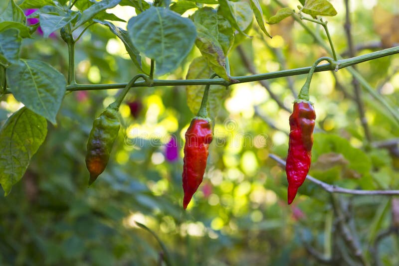 Three chillies ripening stock photo. Image of stalk, ingredient - 29445276