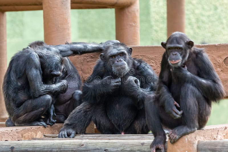Chimpanzee Youngsters Stock Photos - Free & Royalty-Free Stock Photos ...