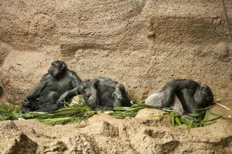 Three Chimpanzees stock image. Image of stone, chimpanzees - 24717111