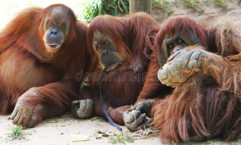 Three chimps stock photo. Image of chewing, strong, animal - 14571382
