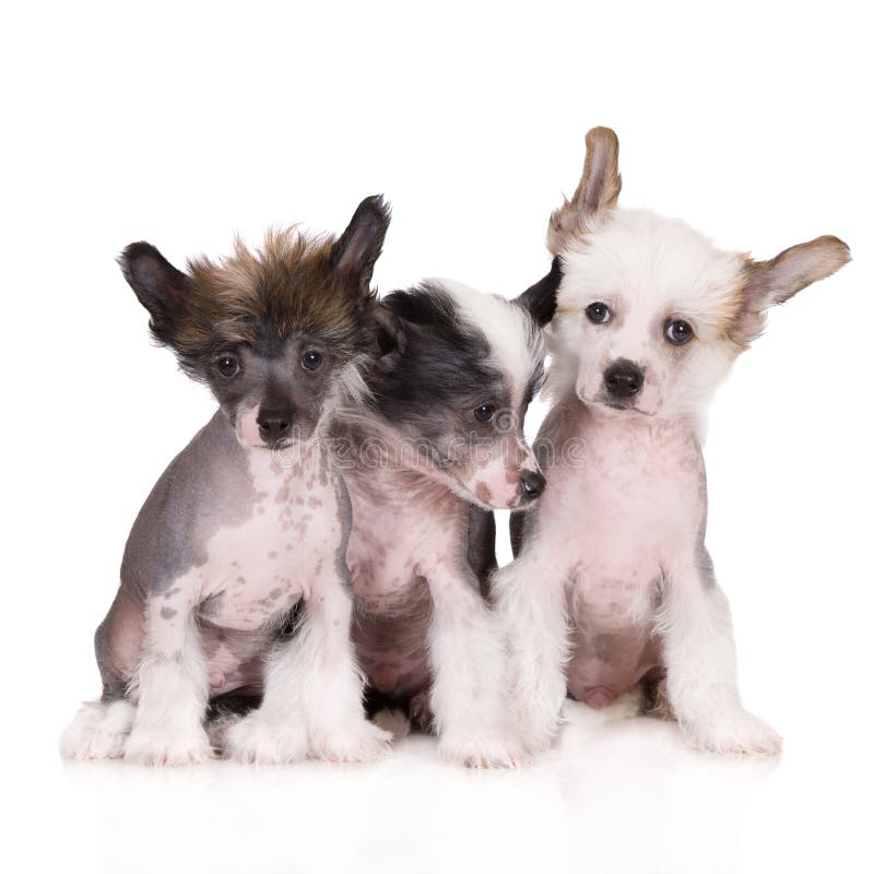 Three Chinese Crested Puppies on White Stock Image - Image of pedigreed ...