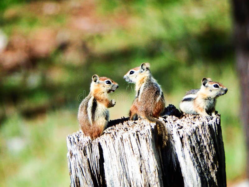 Three chipmunks stock photo. Image of three, chipmunks - 138677276