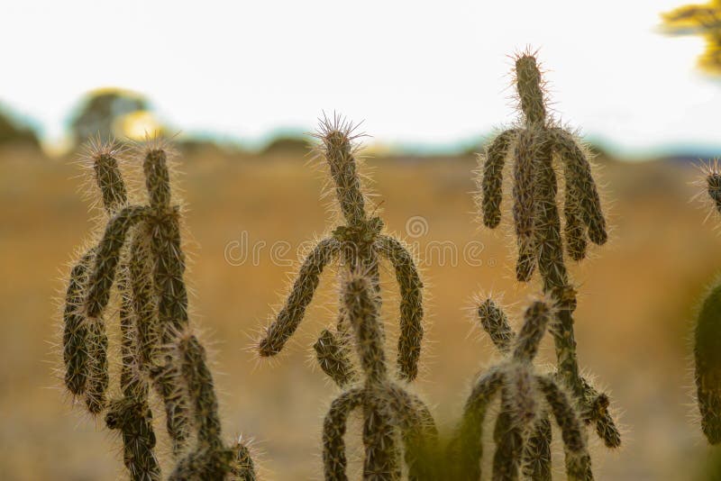 Trio of cacti stock image. Image of mother, desert, spike - 186894775