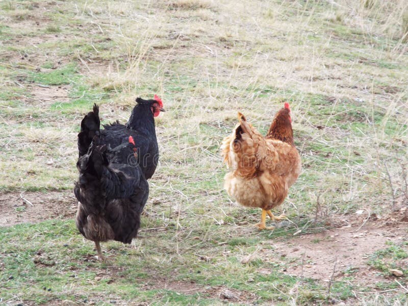 Three chooks stock image. Image of eggs, range, black - 81011027