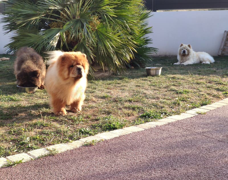 Three Chow-chow Dogs in the Garden Stock Image - Image of cream, chow ...