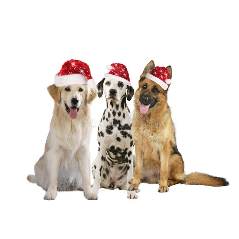 Group of Different Large Dog Breeds Stock Photo - Image of breeds ...