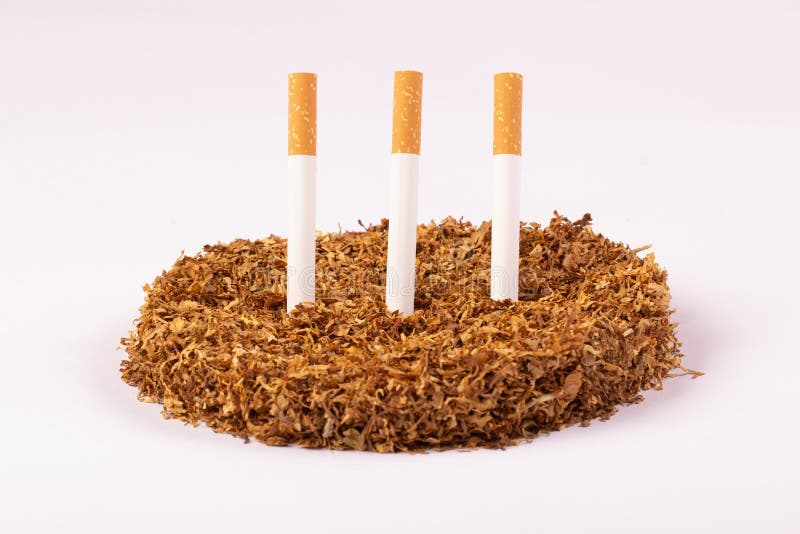 Three Cigarettes Inserted into Tobacco Stock Photo - Image of harvest ...