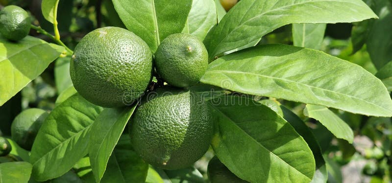 Three Citrus Fruits Still Green with Leaves on the Citrus Tree Stock ...