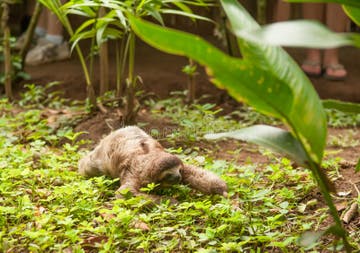 Ground Sloth Stock Photos - Free & Royalty-Free Stock Photos from ...